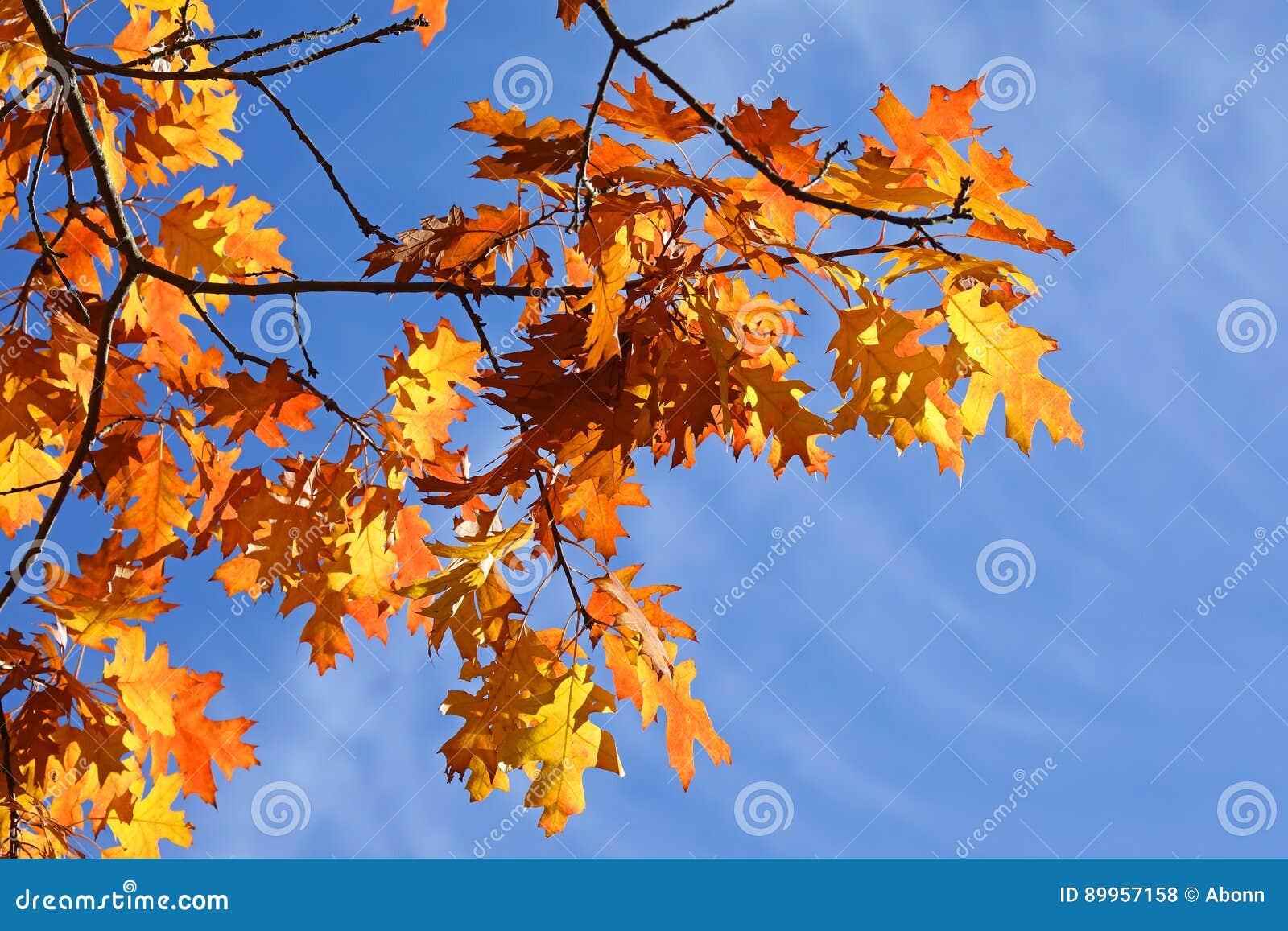 Oak leaves in autumn stock photo. Image of cloudy, leaves - 89957158