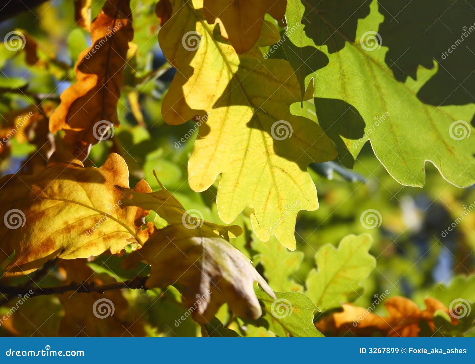 Oak leaves background stock image. Image of park, leaves - 3267899