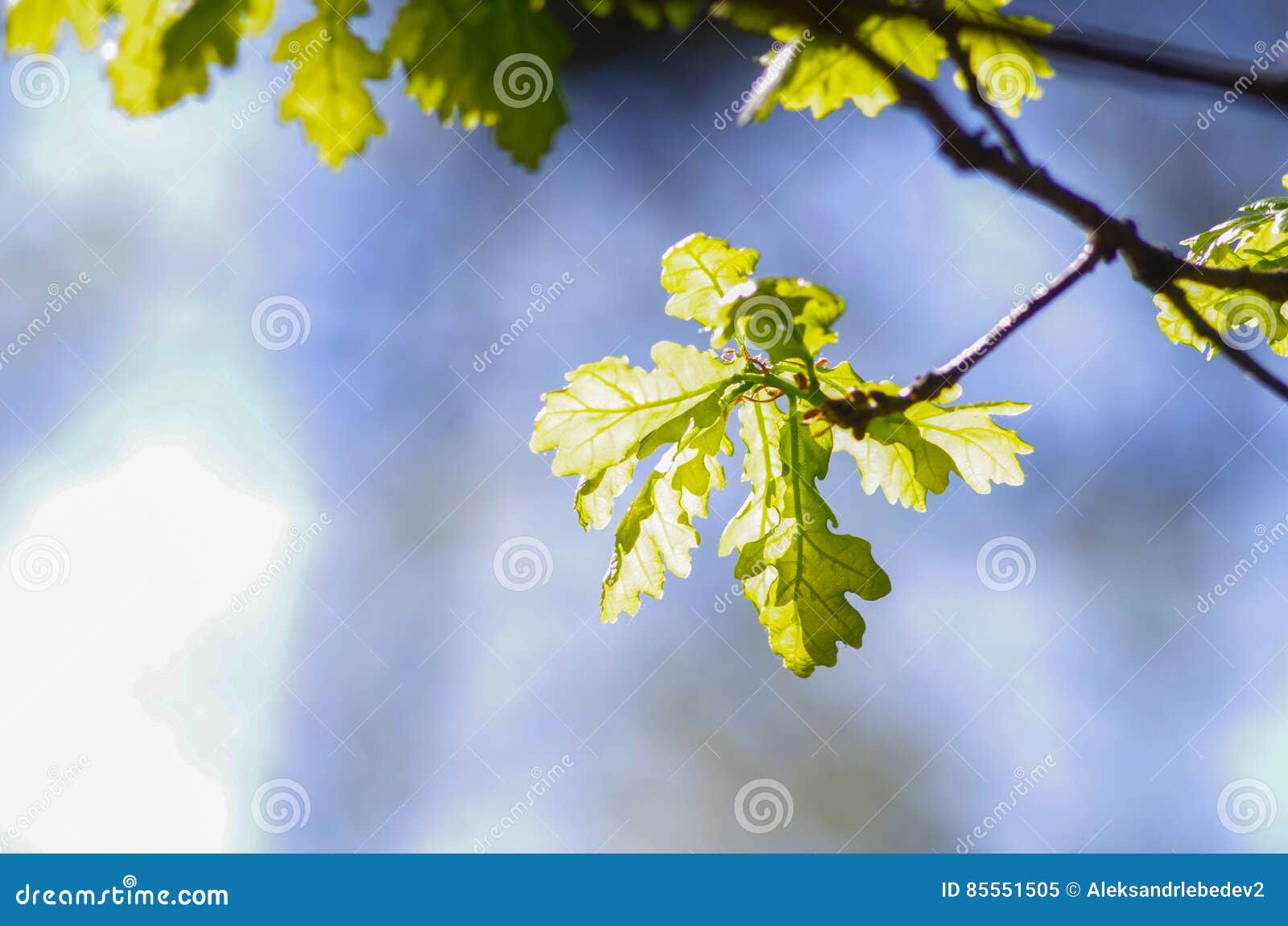 Oak leaves stock image. Image of isolated, object, background - 85551505