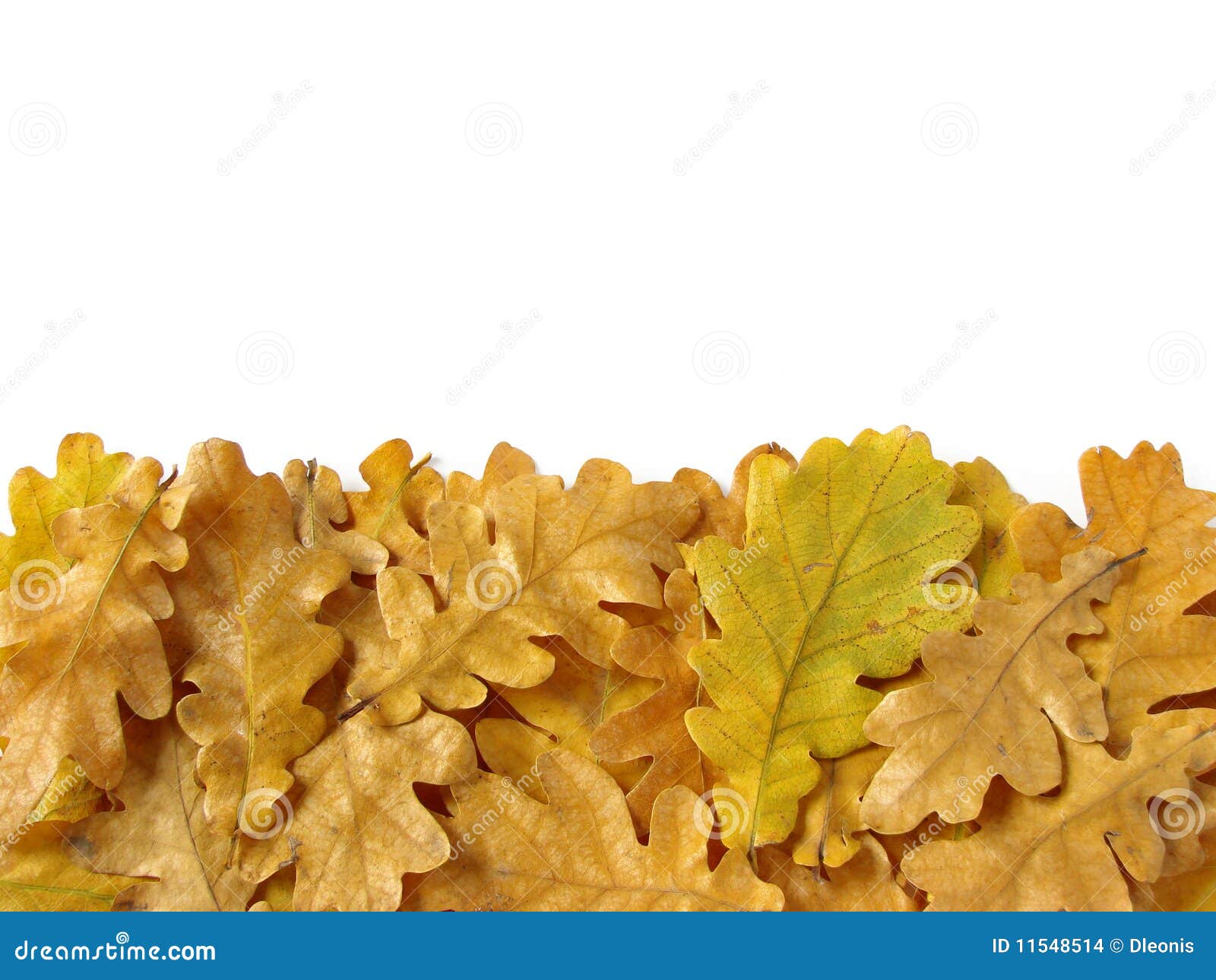 Oak leaves border stock photo. Image of brown, nature - 11548514