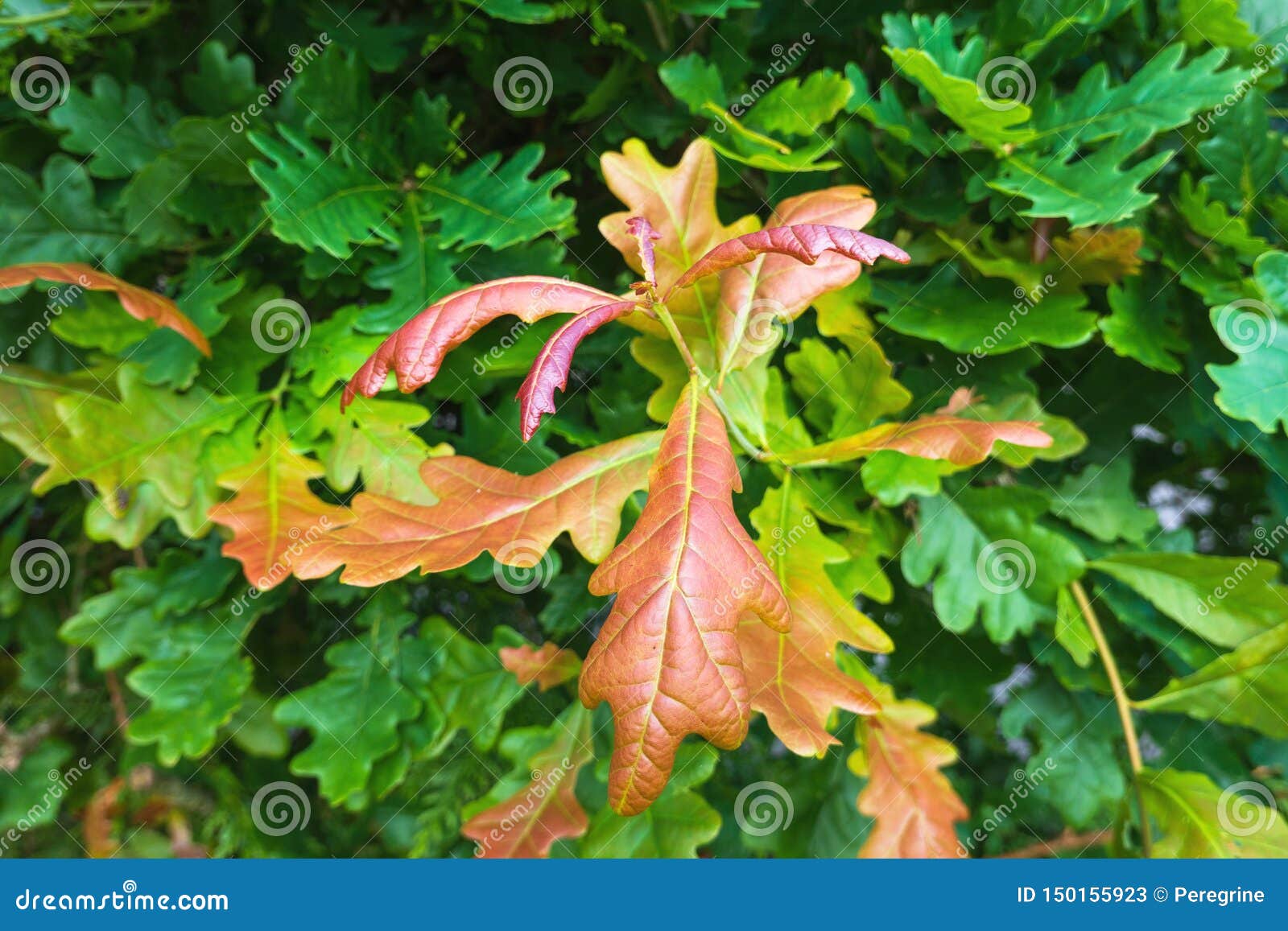 Oak leaves branch stock image. Image of beautiful, tree - 150155923