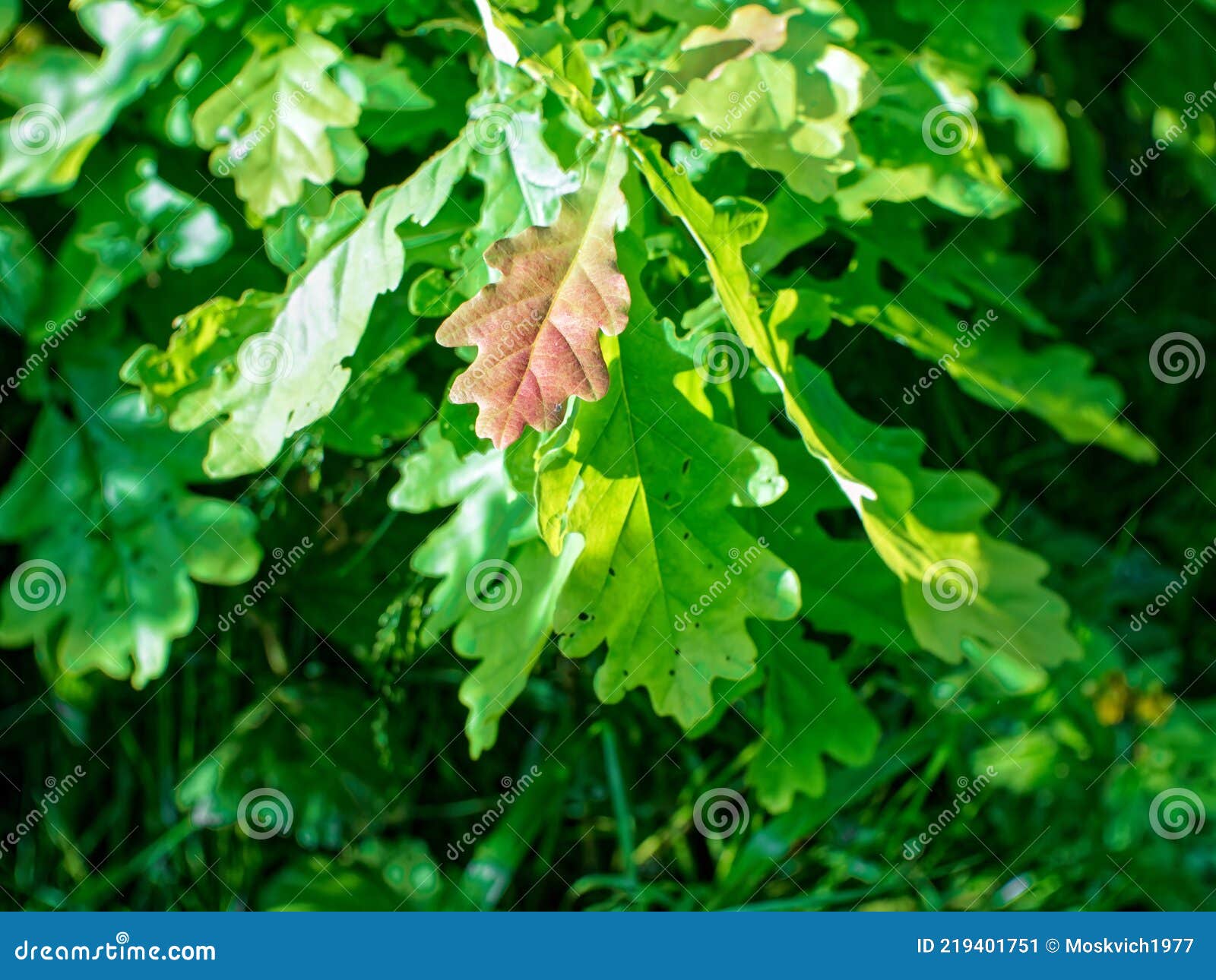 Oak leaves on a branch stock image. Image of macro, design - 219401751