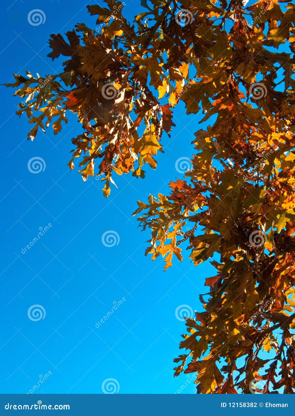 Oak Leaves and Branches in Autumn Stock Photo - Image of attractive ...