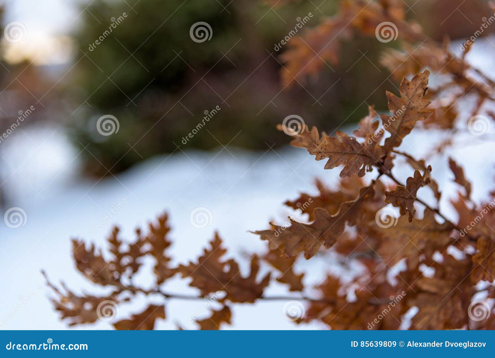 Oak leaves close up stock image. Image of brown, crystal - 85639809