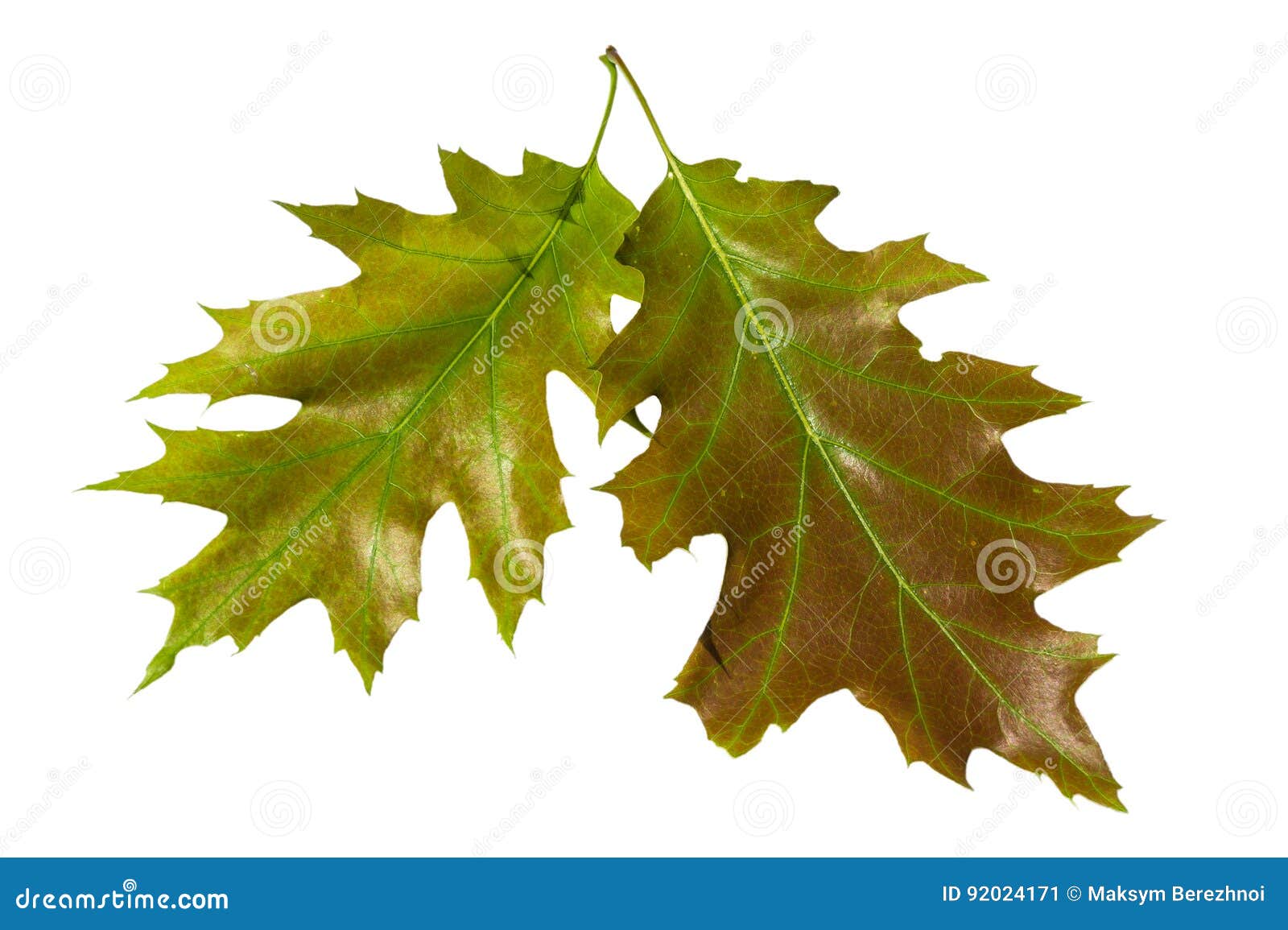 Oak leaves stock image. Image of nature, leaf, herbal - 92024171