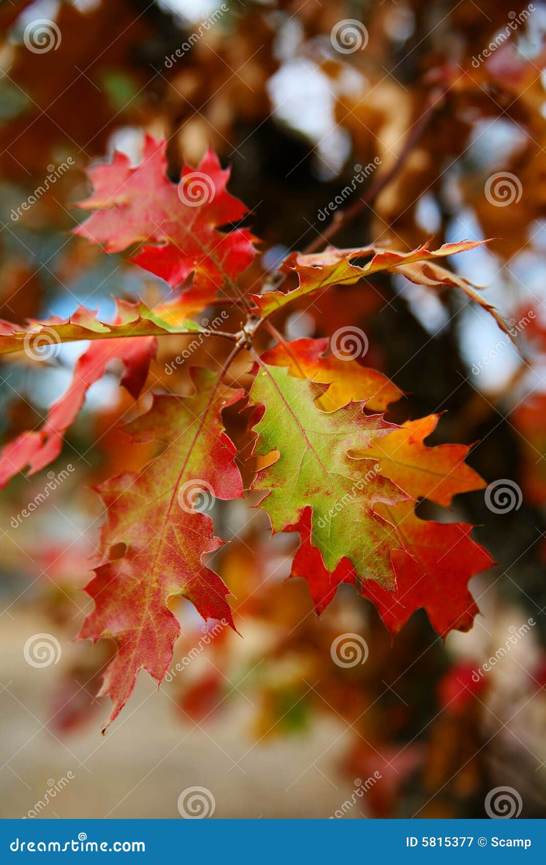 Oak Tree In Fall Leaves