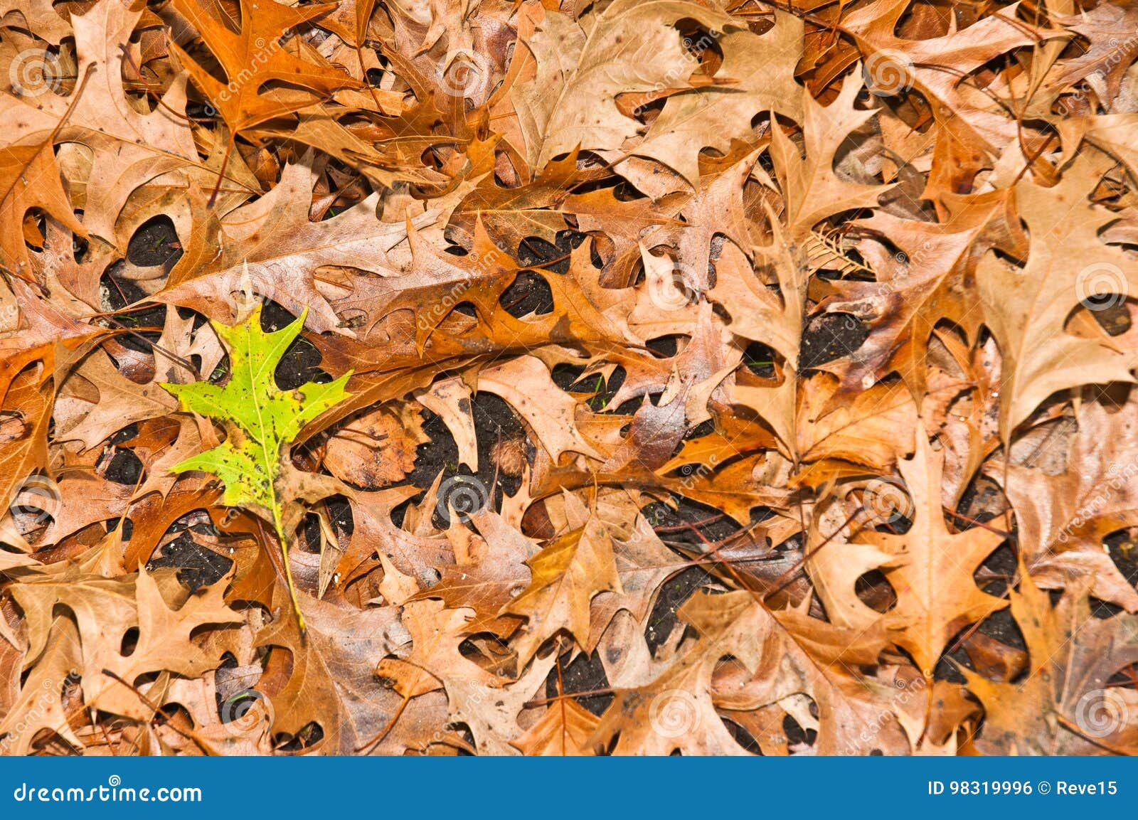 Oak Leaves in Fall on Ground Stock Photo - Image of october, dried ...