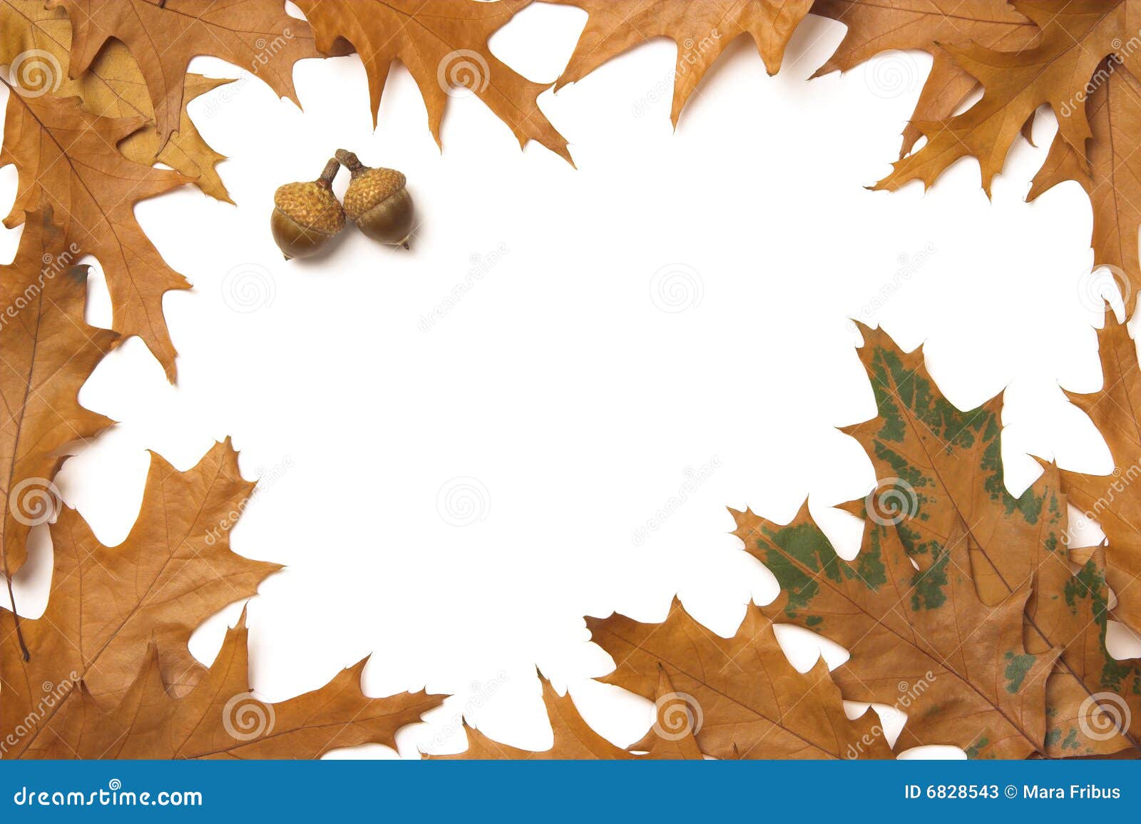 Oak Leaf Border Clip Art