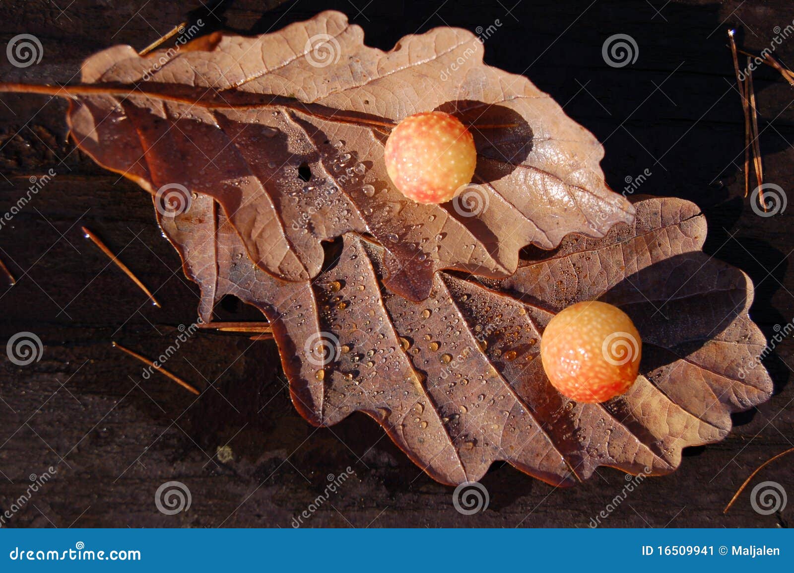 Oak leaves with galls stock image. Image of wesp, insect - 16509941