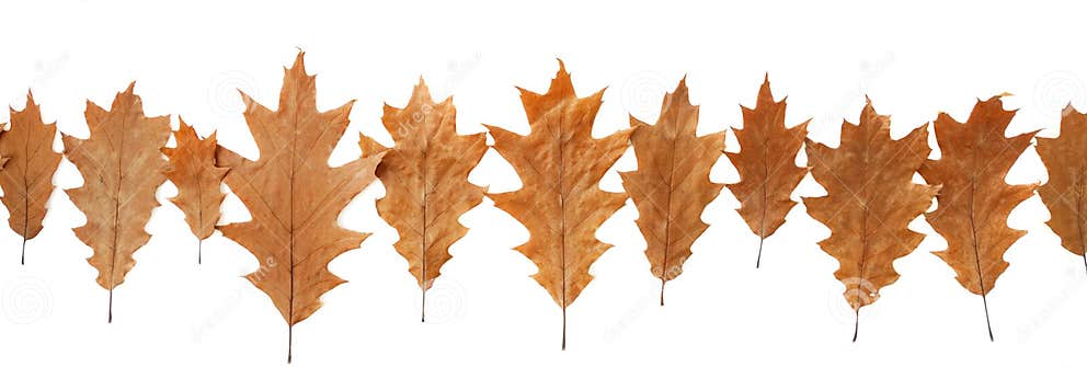 Oak leaves header stock photo. Image of autumn, backgrounds - 11413146