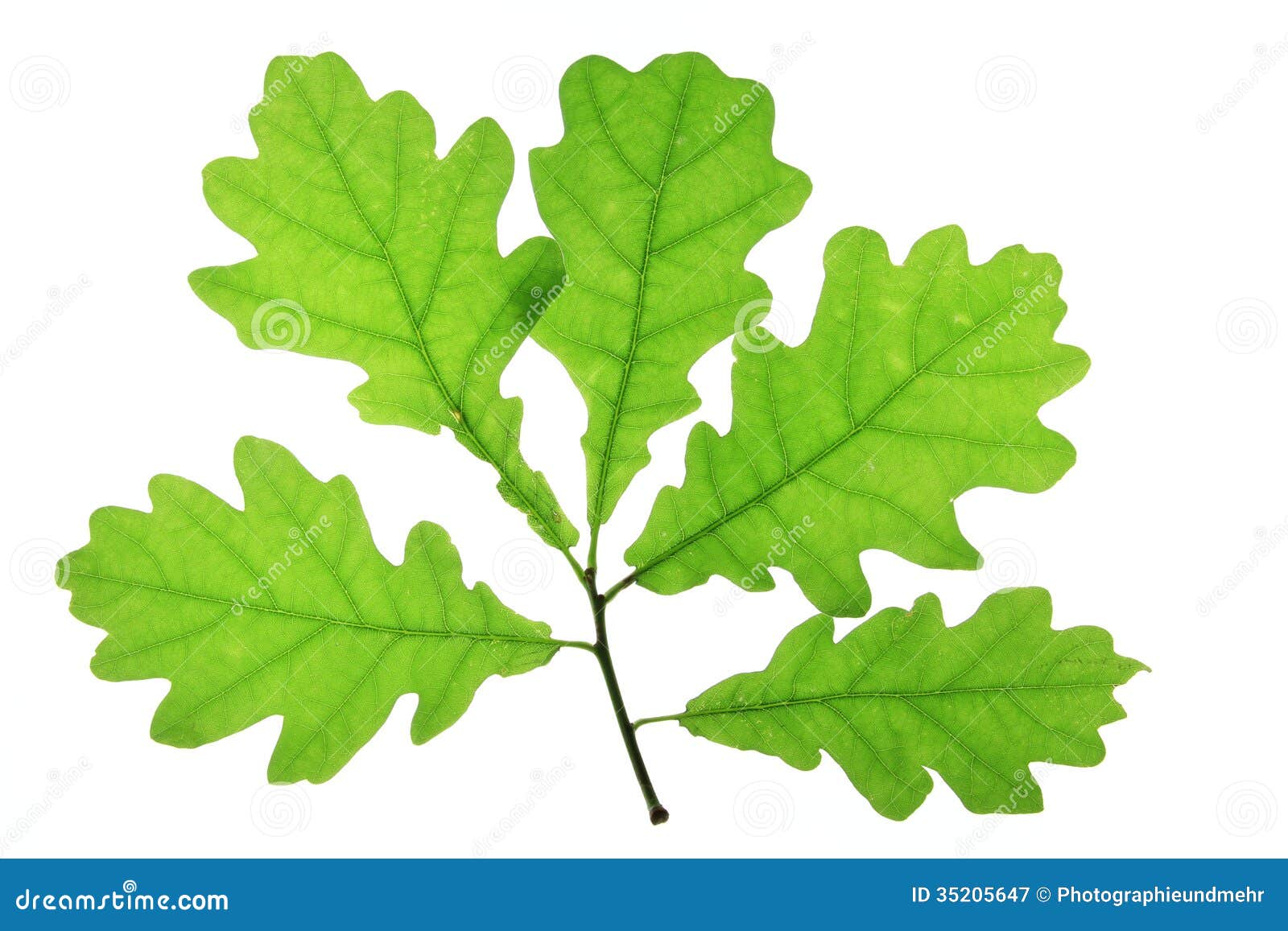 Oak leaves stock image. Image of quercus, common, german - 35205647