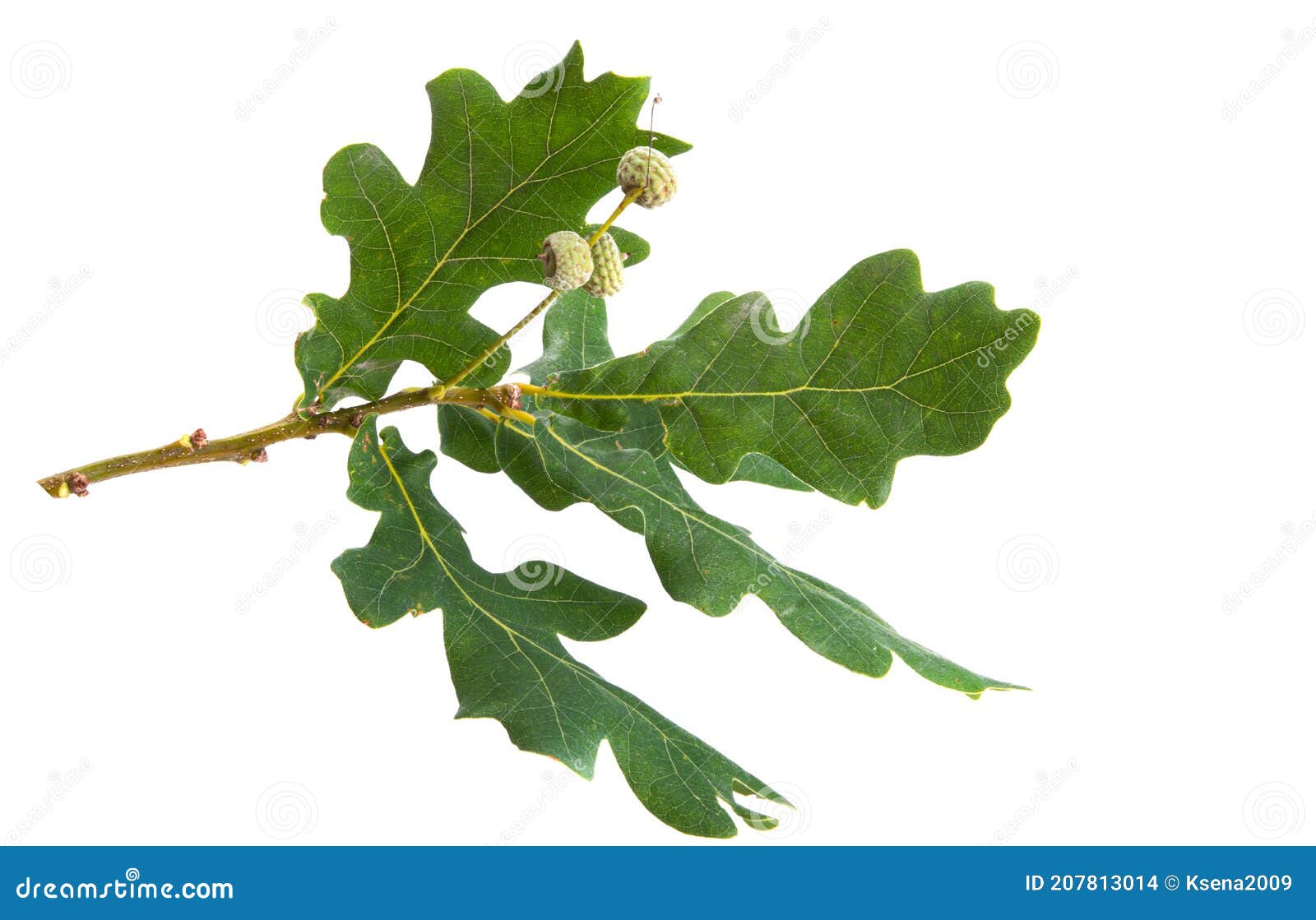 Oak leaves isolated stock photo. Image of object, botany - 207813014