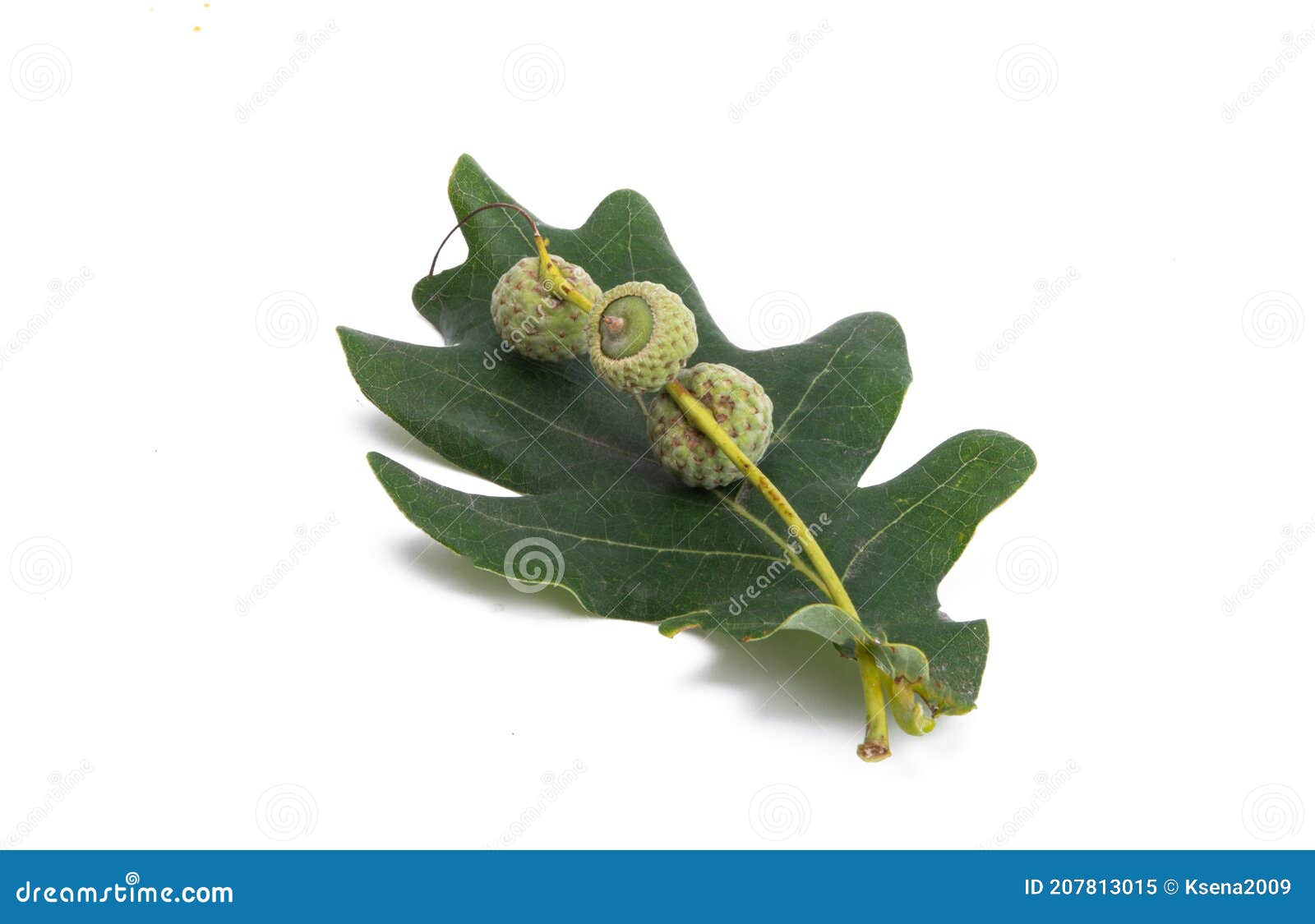 Oak leaves isolated stock image. Image of autumn, white - 207813015