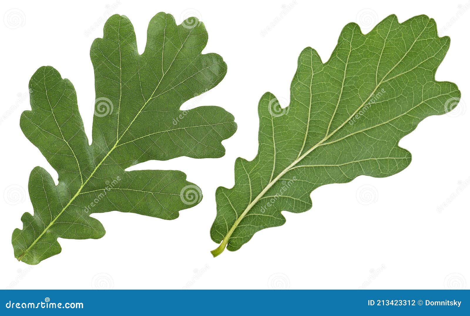 Oak Leaves Isolated on White Background, Top View. Front and Back Side ...