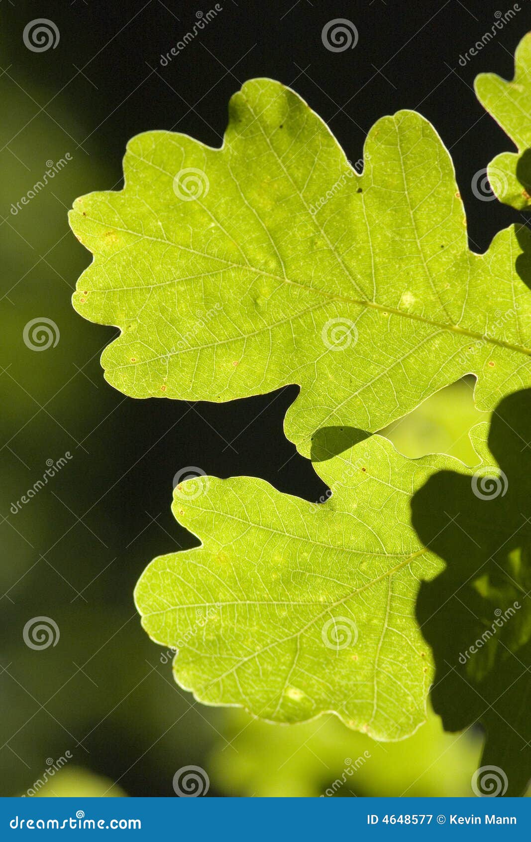 Oak leaves macro stock image. Image of green, stem, background - 4648577