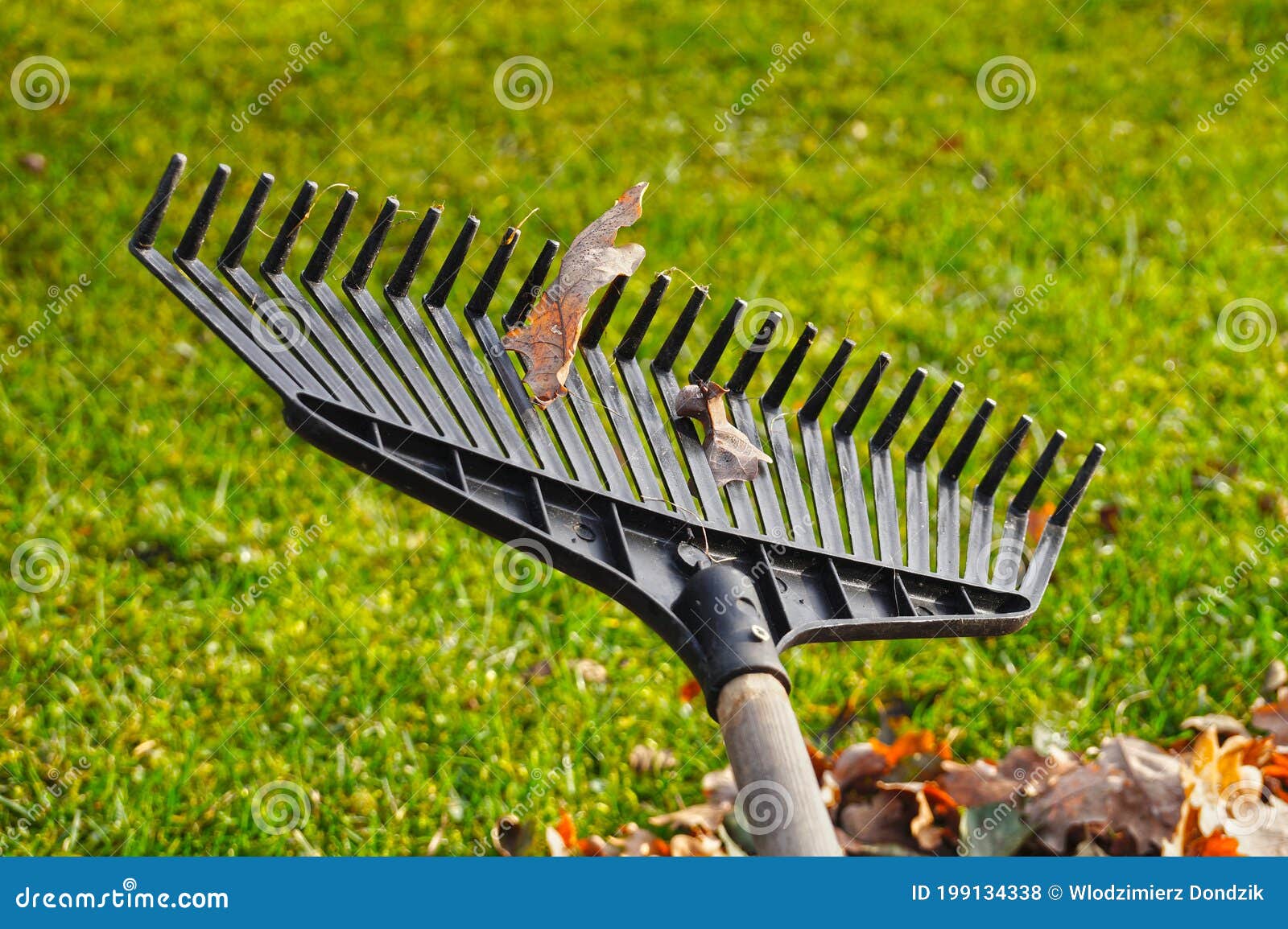 Oak Leaves on a Rake. Autumn Garden Work Stock Photo - Image of leaves ...