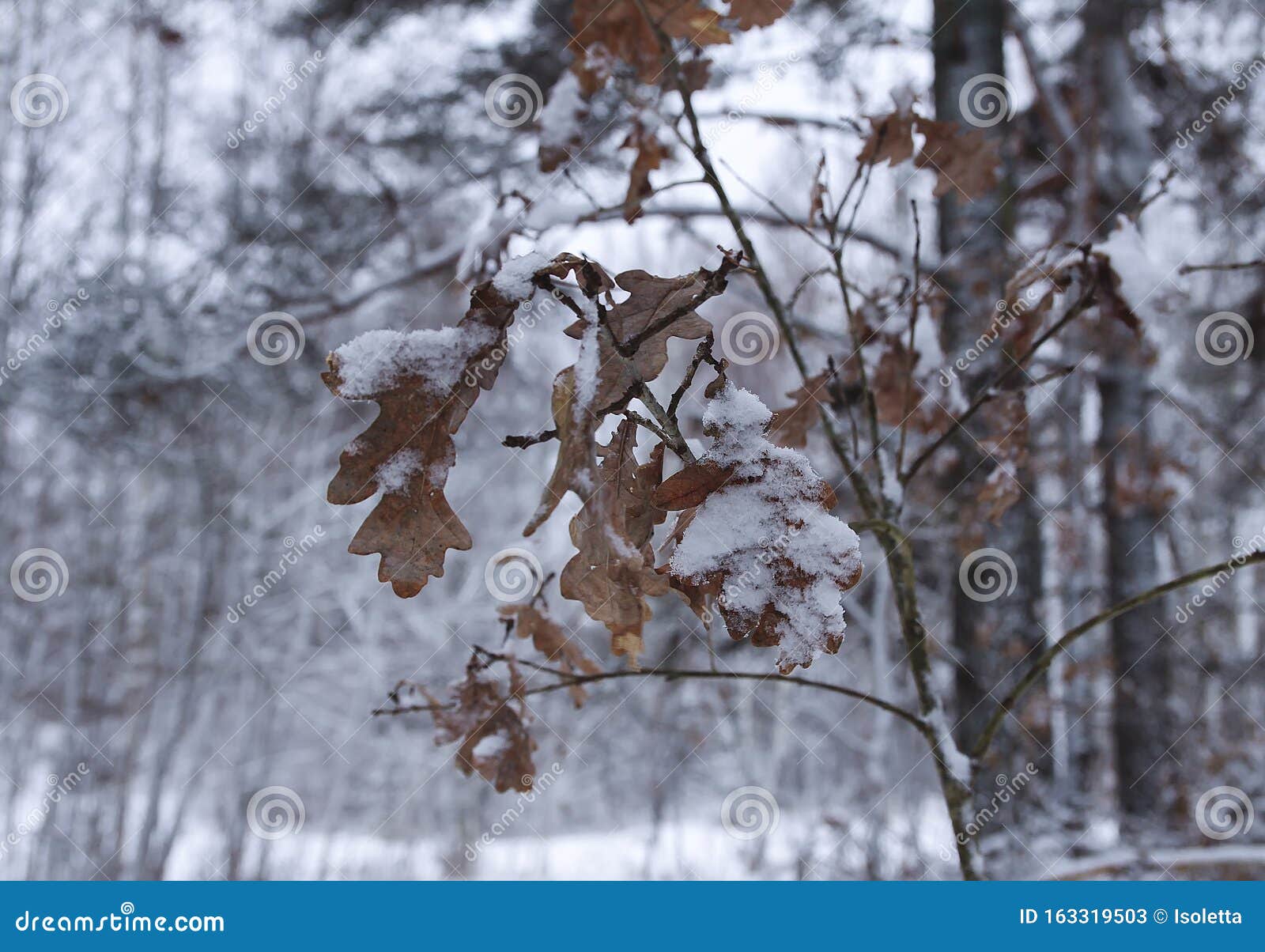 Oak Leaves in Snow in Winter Forest Stock Image - Image of white ...