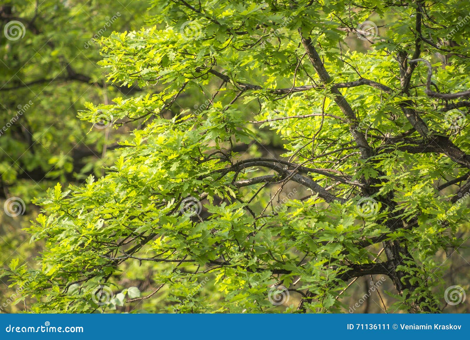 Oak Leaves in Spring stock image. Image of background - 71136111