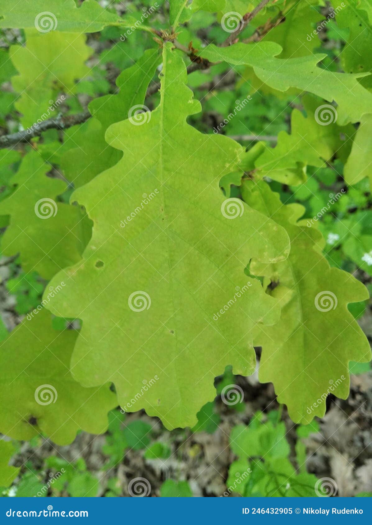 Oak Leaves in Spring Season Stock Image - Image of april, trunk: 246432905