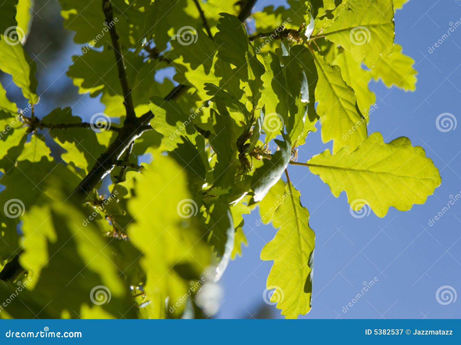 Oak leaves in the sun stock image. Image of sunlight, macro - 5382537