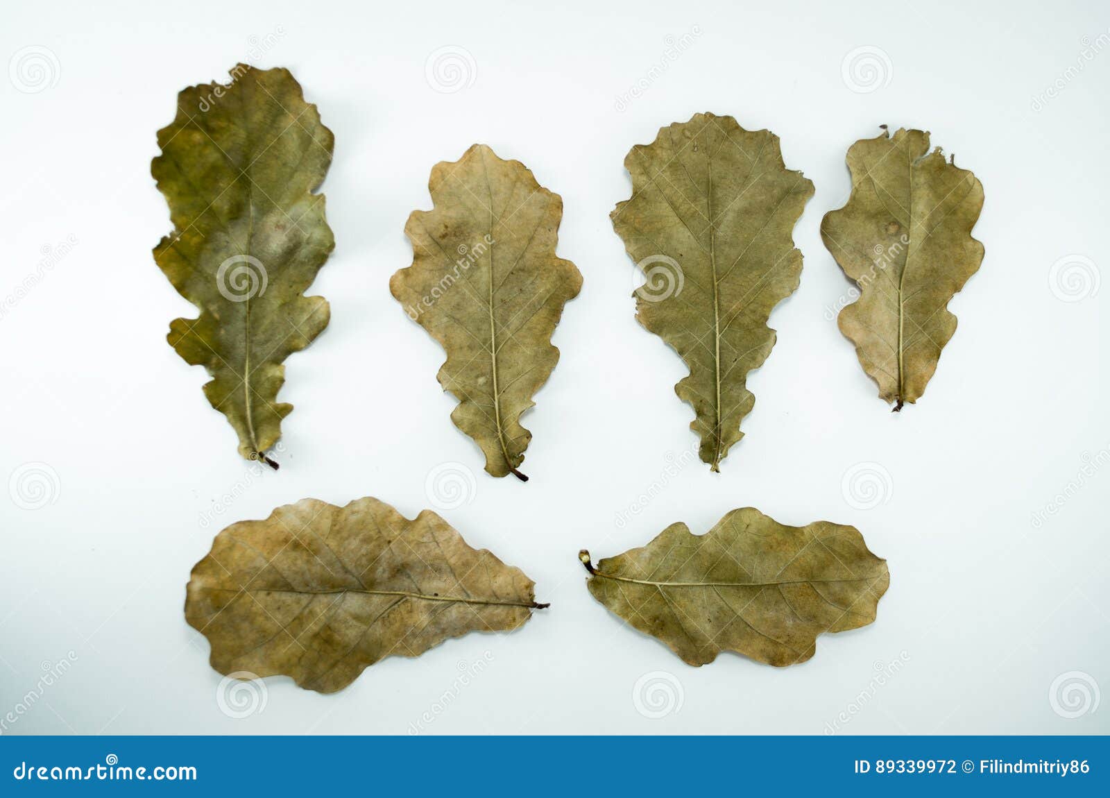 Oak Leaves Texture Isolated on White Background. Stock Photo - Image of ...
