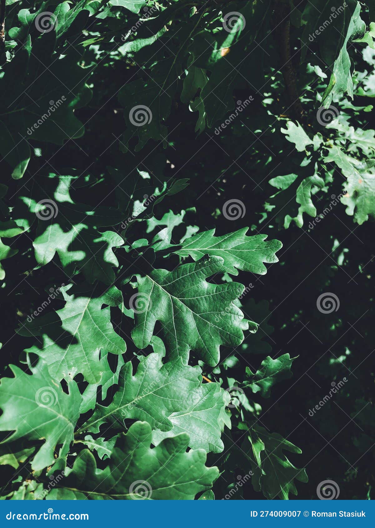 Oak Leaves on a Tree Close Up Stock Image - Image of texture, ecology ...