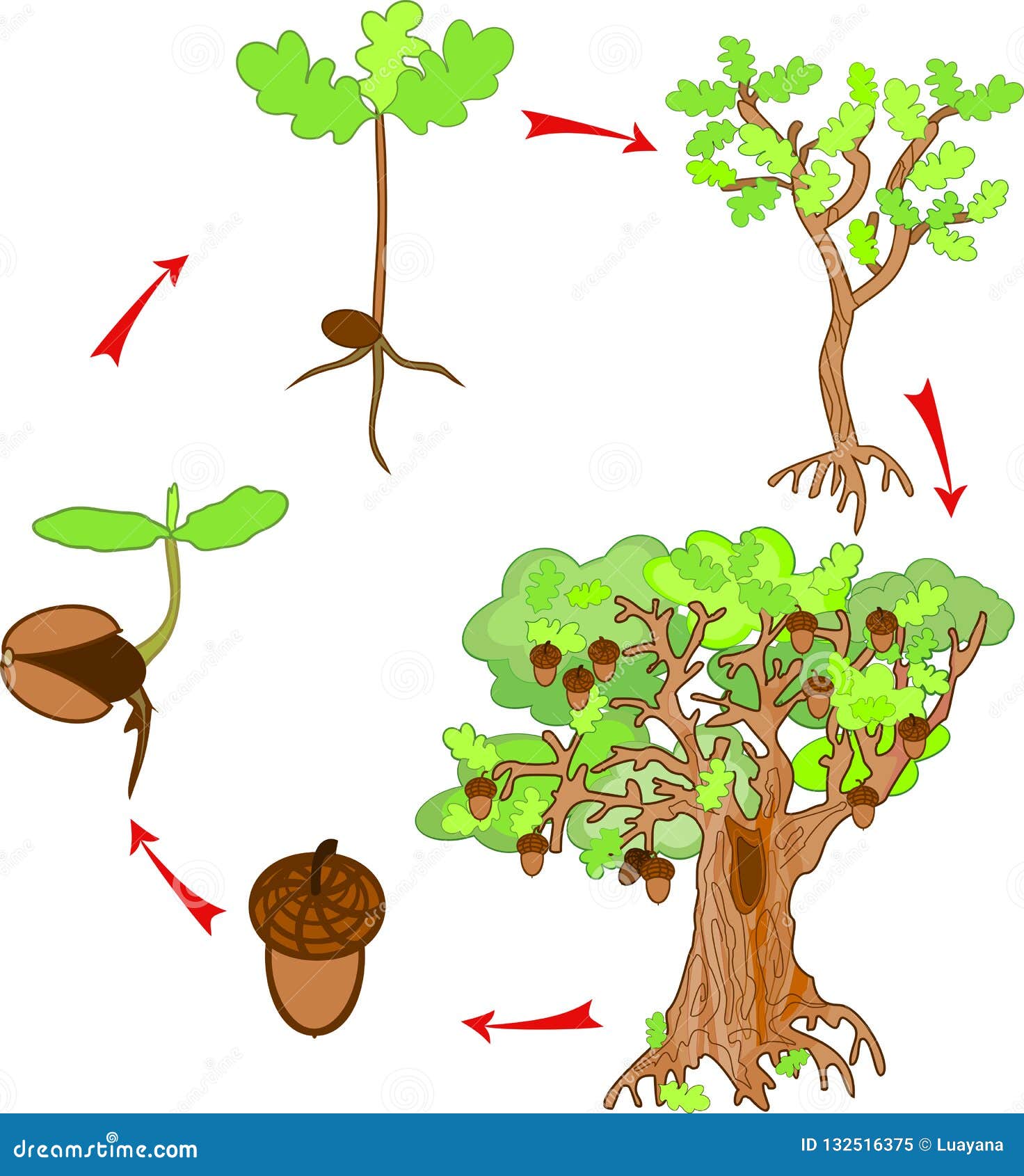 Oak Life Cycle Cartoon Vector 132516375