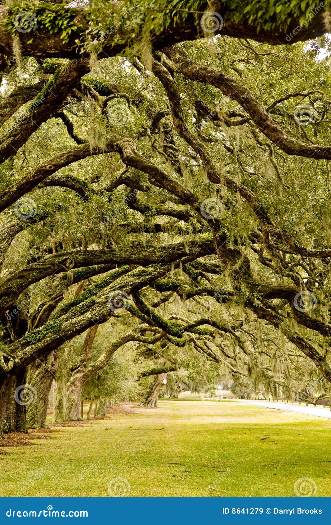 Oak Limbs Over Grassy Lane stock image. Image of shadows - 8641279