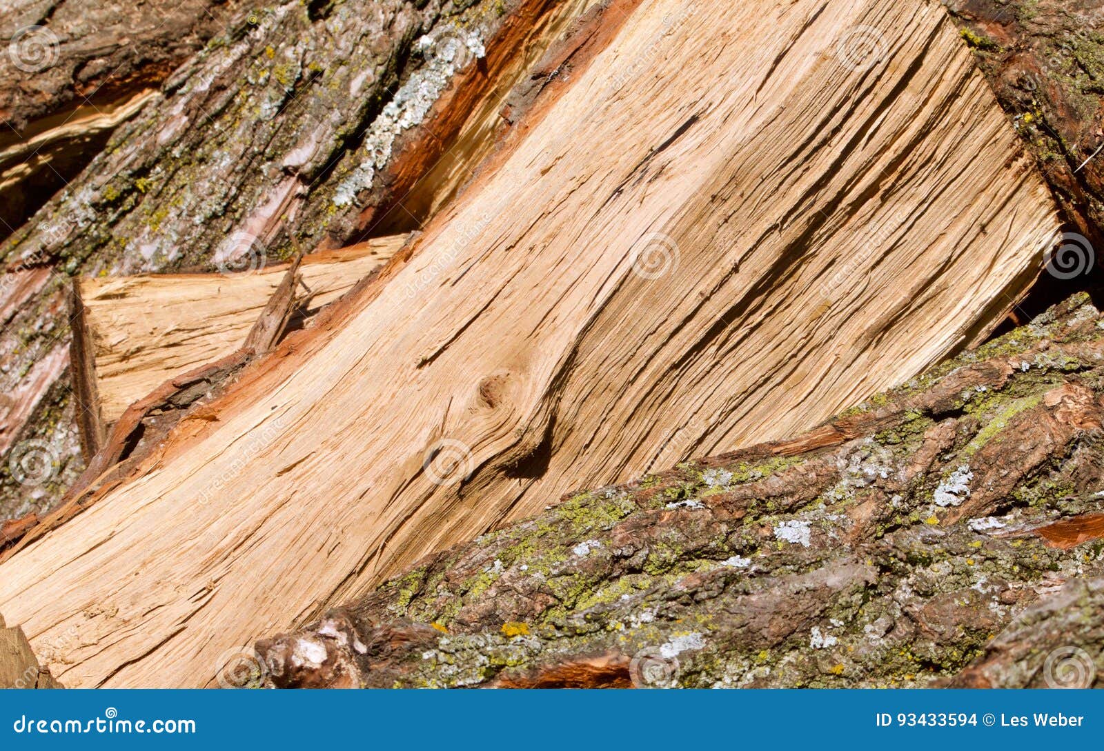 Oak Log Split stock photo. Image of background, forest - 93433594