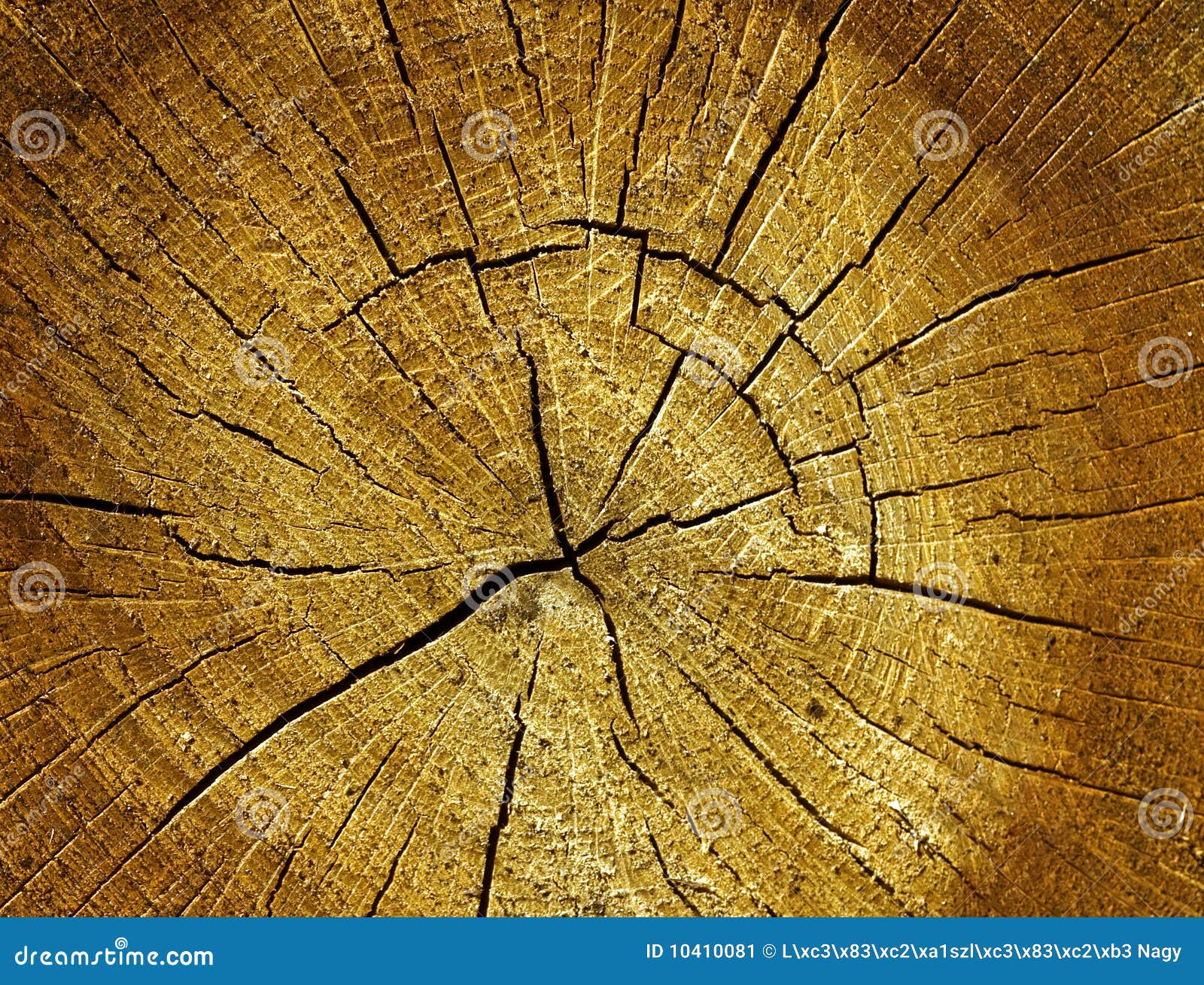 Oak log surface stock image. Image of annual, grain, cracked - 10410081