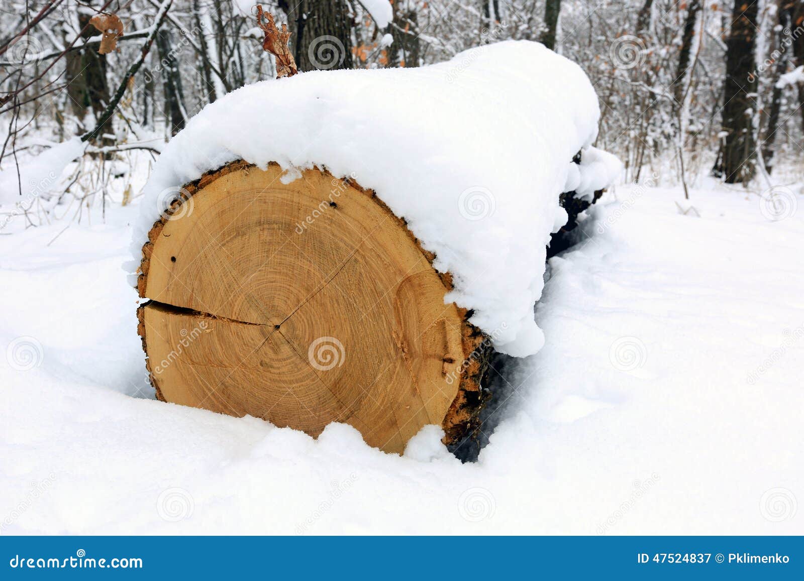 Oak log under snow stock image. Image of forest, seasonal - 47524837