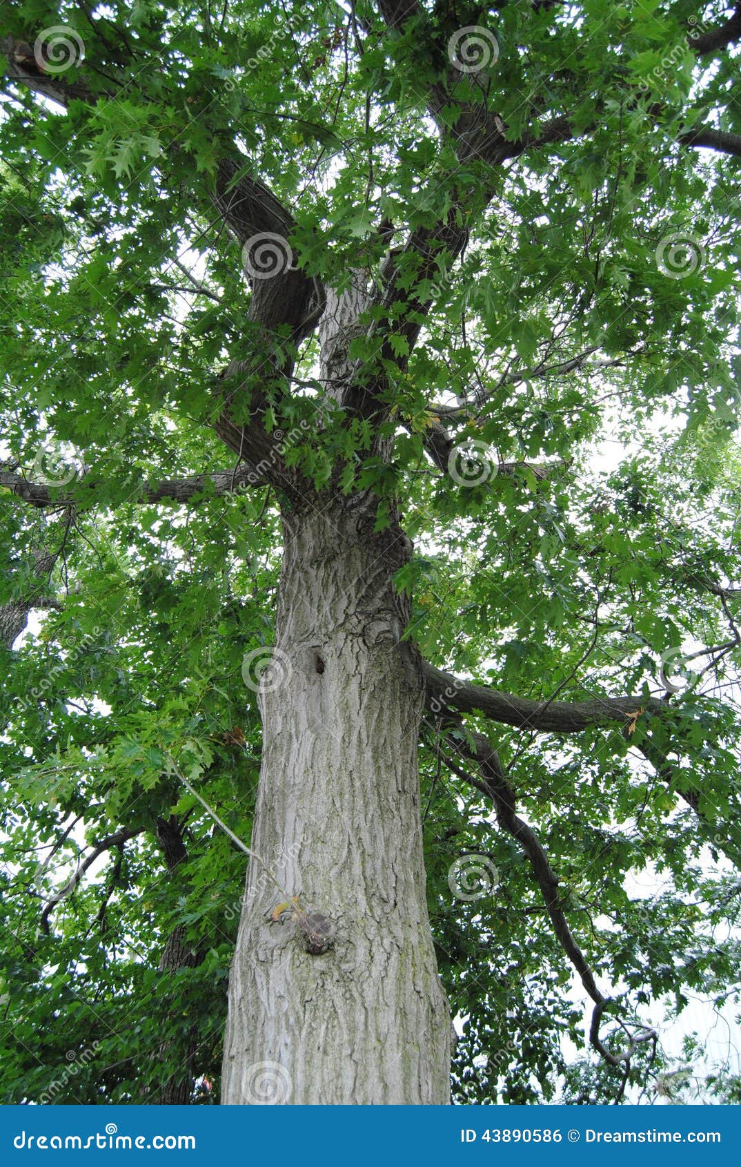 Oak stock photo. Image of trunk, tree, tall, looking - 43890586