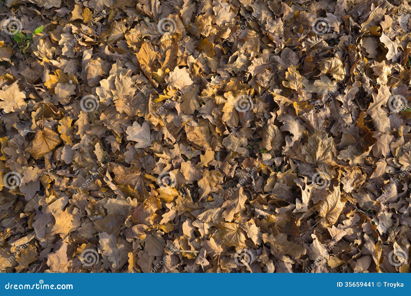 Oak and Maple Dead Foliage in Autumn. Stock Image - Image of park ...