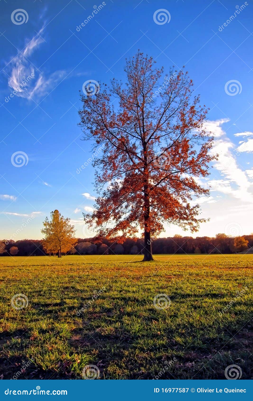 Oak and Maple Trees in Fall Color in a Park Stock Image - Image of ...