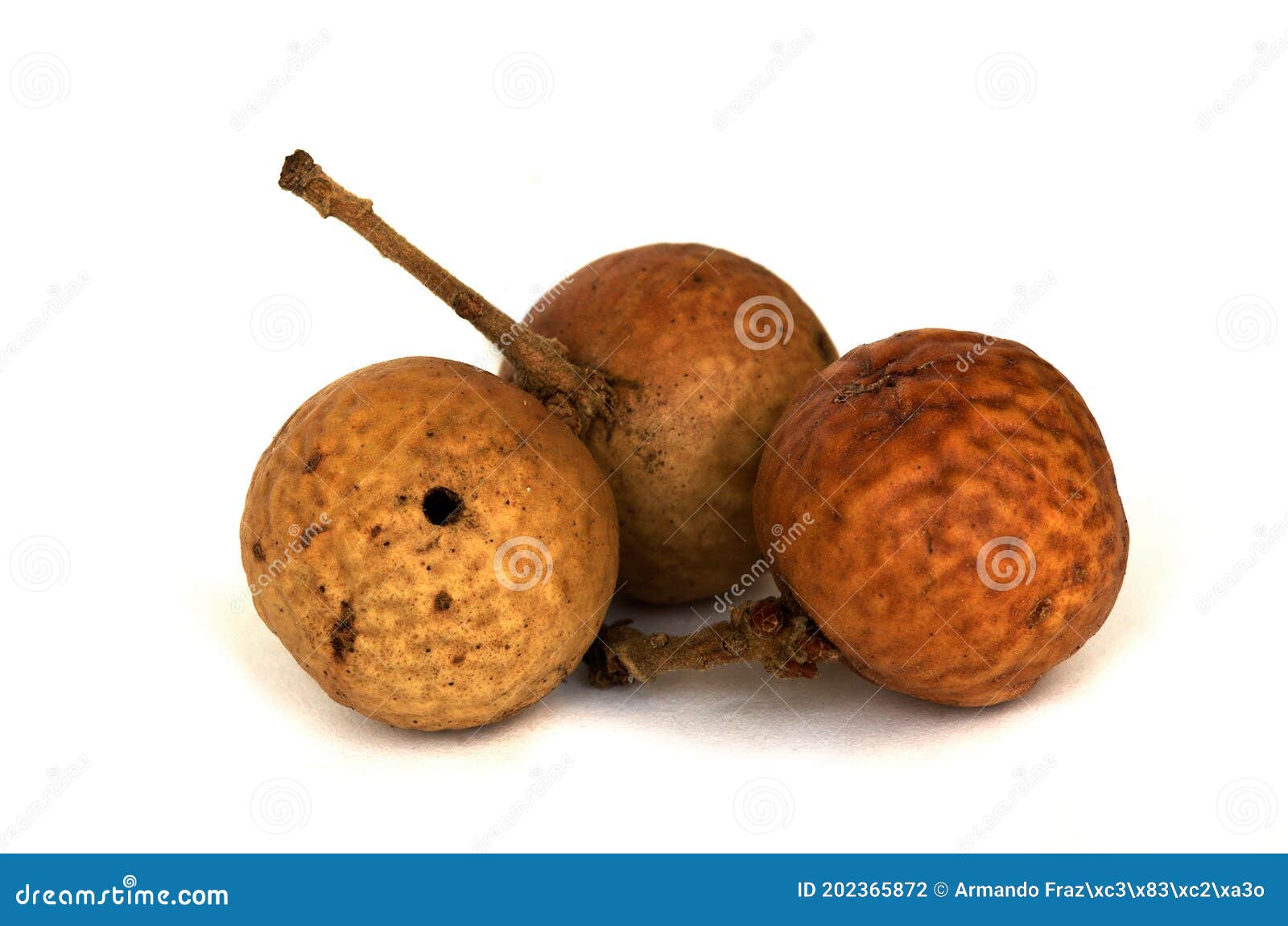 Oak Marble Galls On Twig Royalty-Free Stock Photo | CartoonDealer.com ... Oak Marble Galls On Twig Royalty-Free Stock Photo | CartoonDealer.com ...