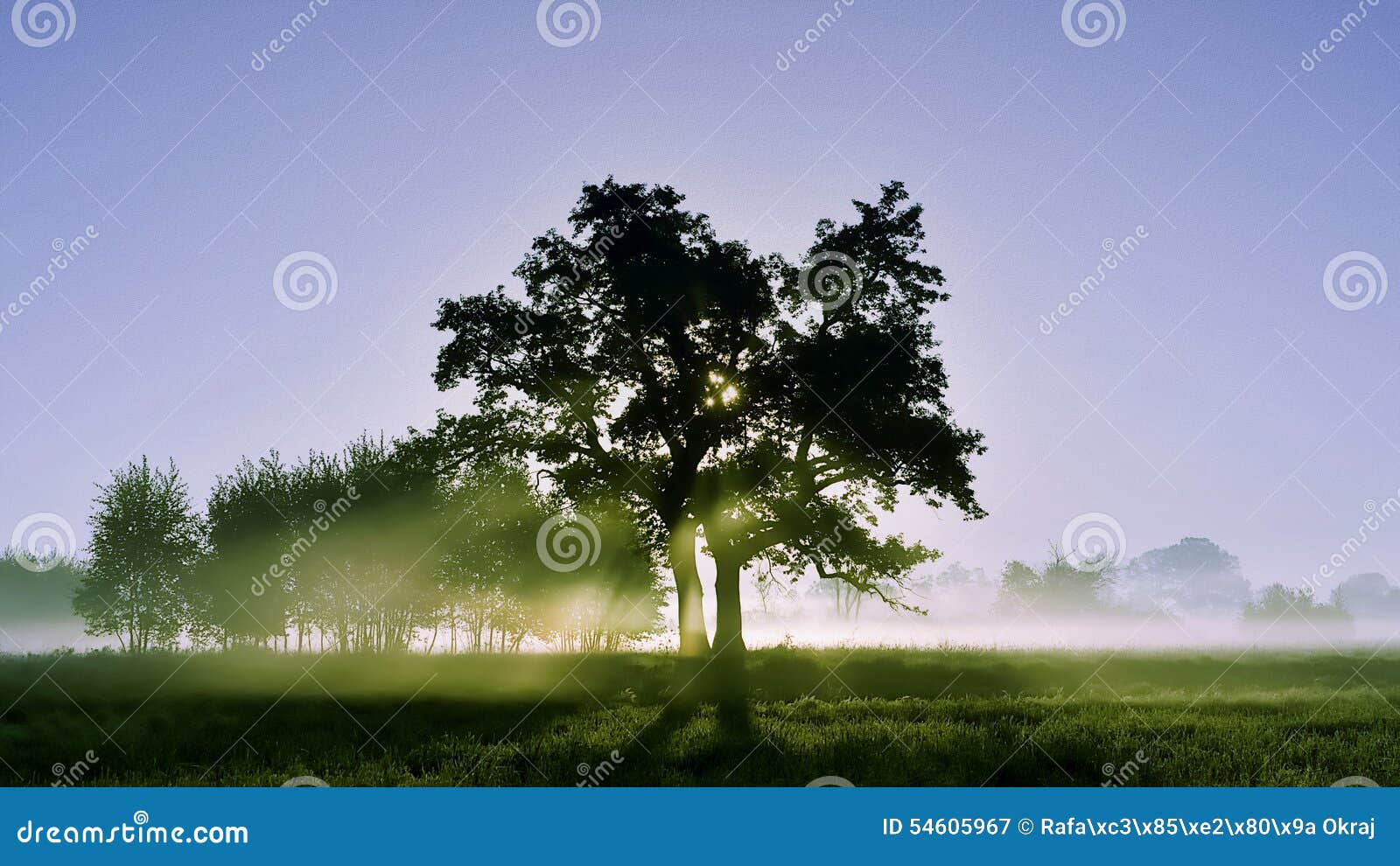 Oak in the Mist of the Morning Stock Image - Image of growing, green ...