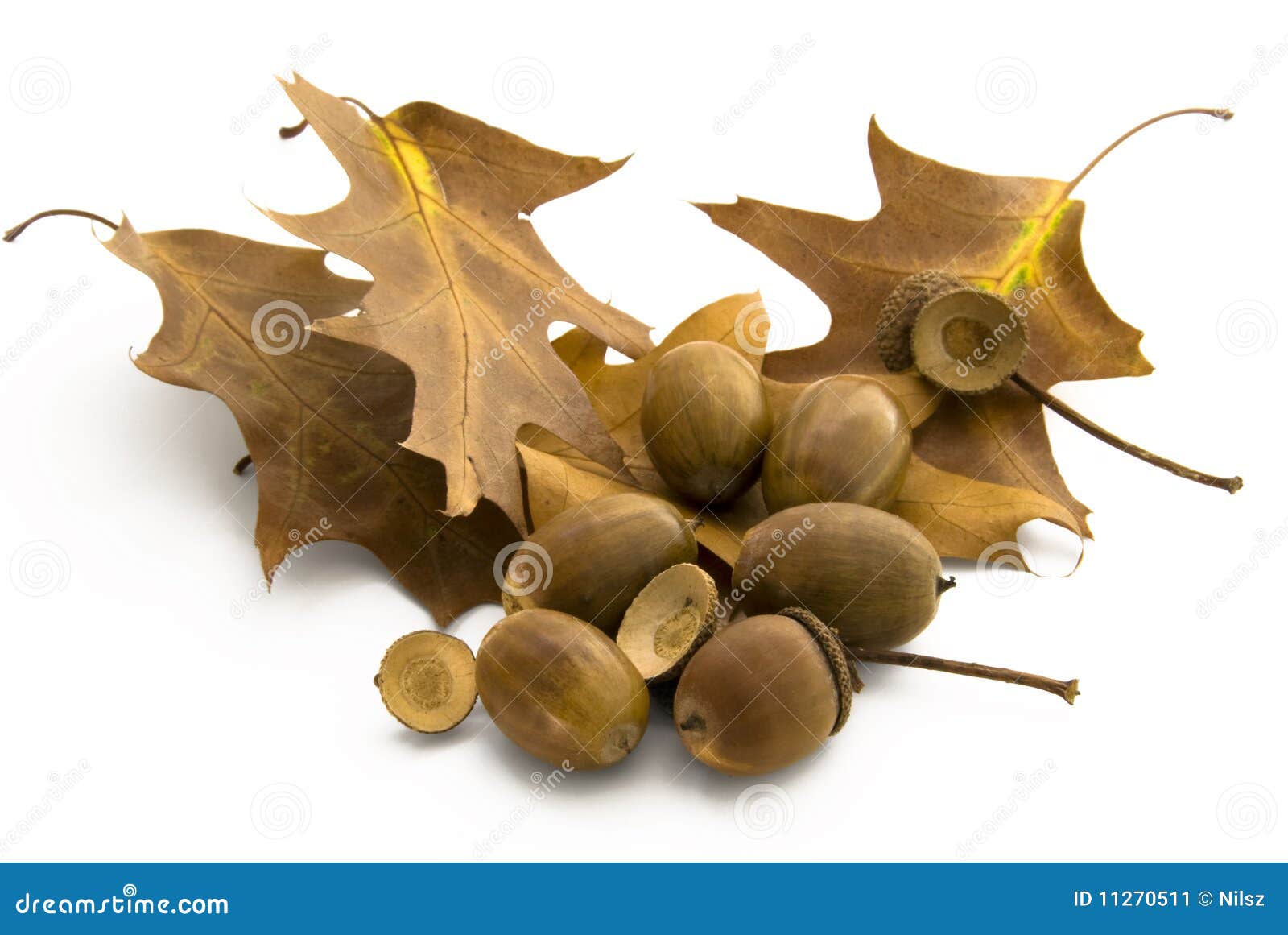 Oak Nuts with Leaves Autumnal Colored Stock Image - Image of branch ...