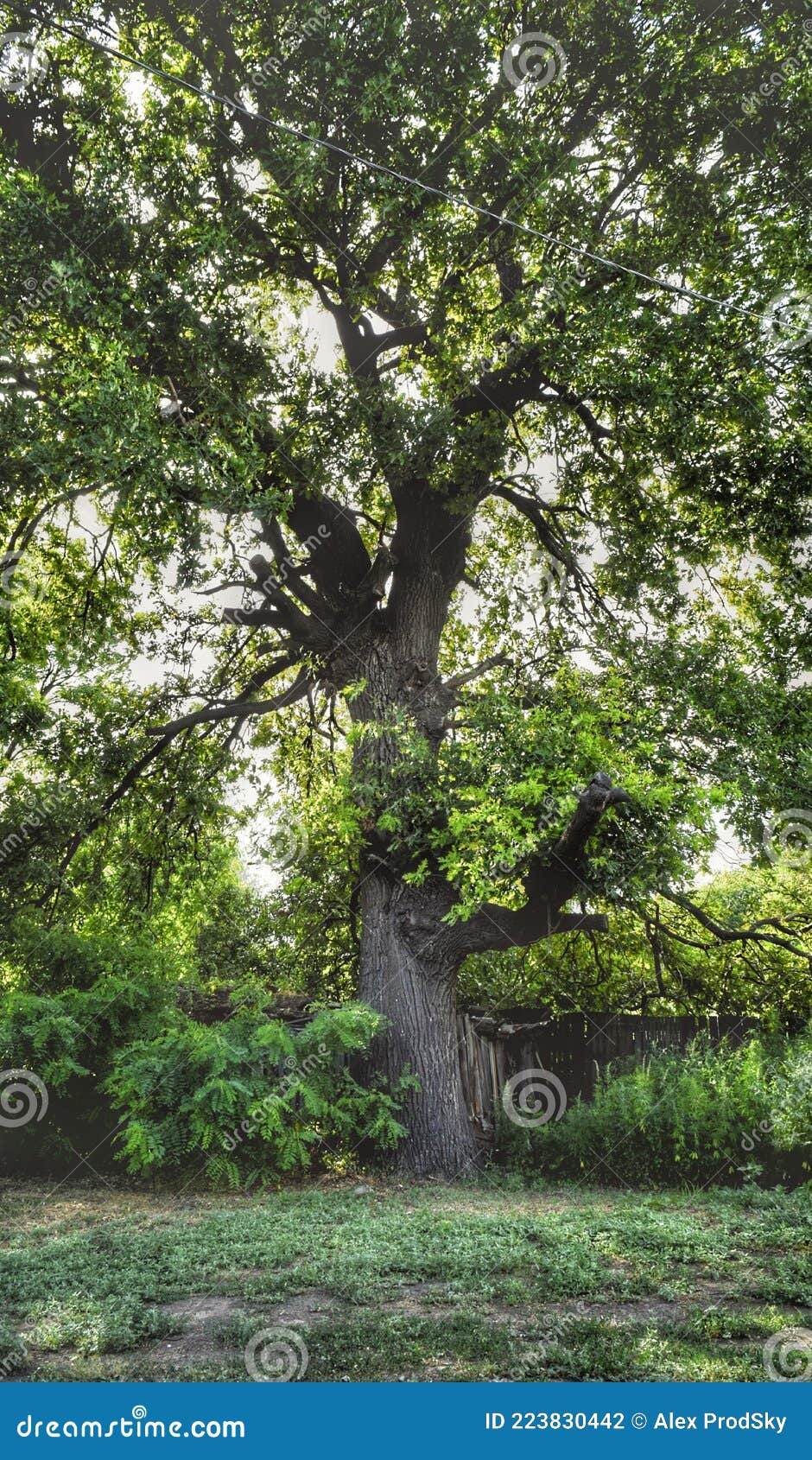 Big old green tree 🌲 stock photo. Image of nature, tree - 223830442