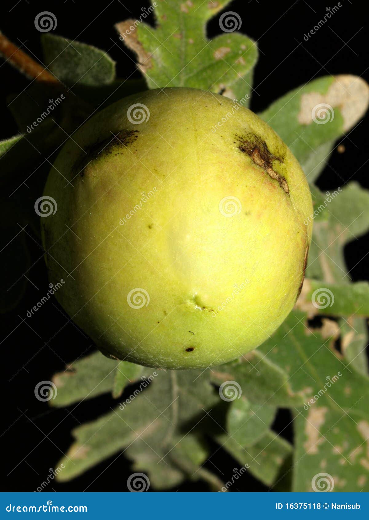 Oak parasitism stock photo. Image of marble, andricus - 16375118
