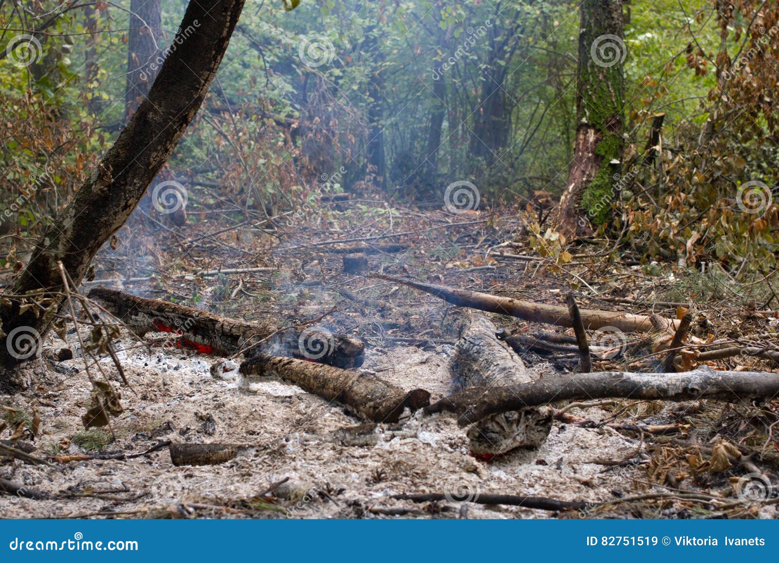 Oak and Pine Stump, Result of Tree Felling. Total Deforestation, Cut ...