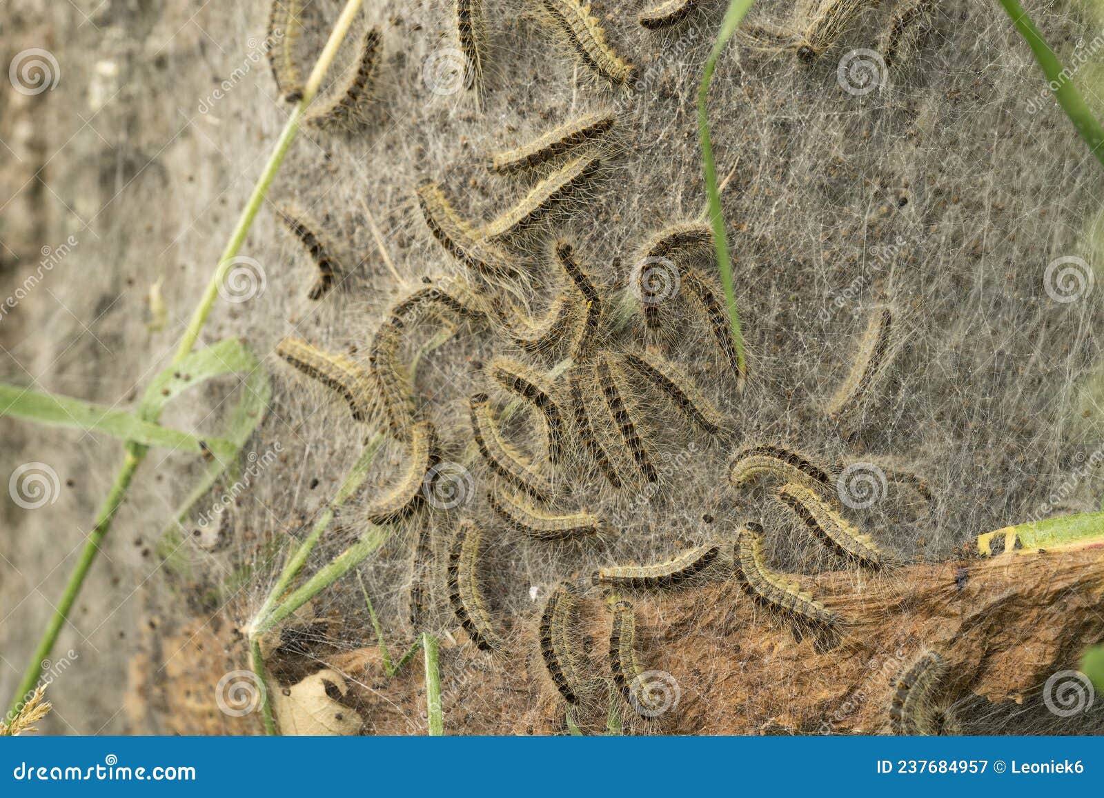 Procession To Nest Of Oak Process Caterpillars On Oak Tree Royalty-Free ...