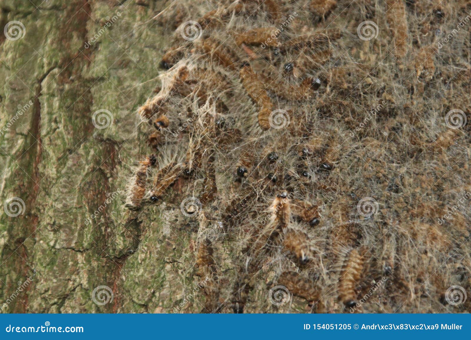 Oak Processionary Caterpillars in a Nest on Trees in the Netherlands ...
