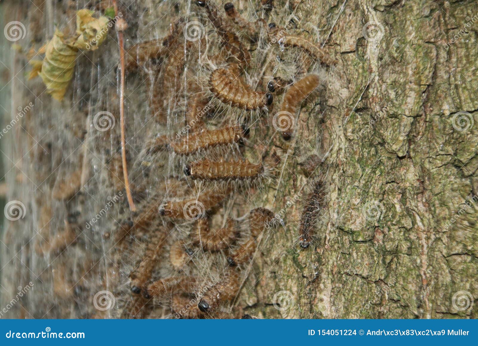 Oak Processionary Caterpillars in a Nest on Trees in the Netherlands ...