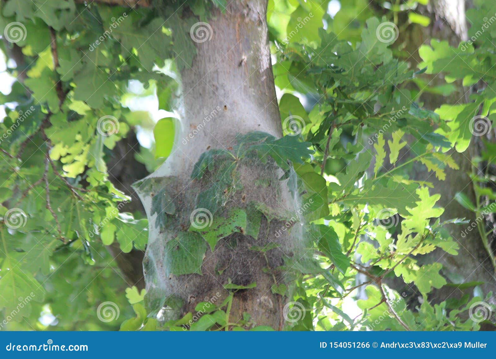 Oak Processionary Caterpillars in a Nest on Trees in the Netherlands ...