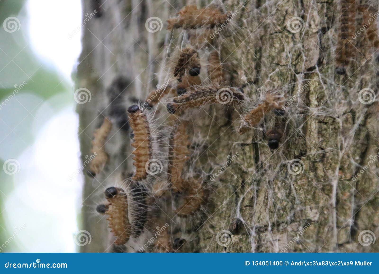 Oak Processionary Caterpillars in a Nest on Trees in the Netherlands ...