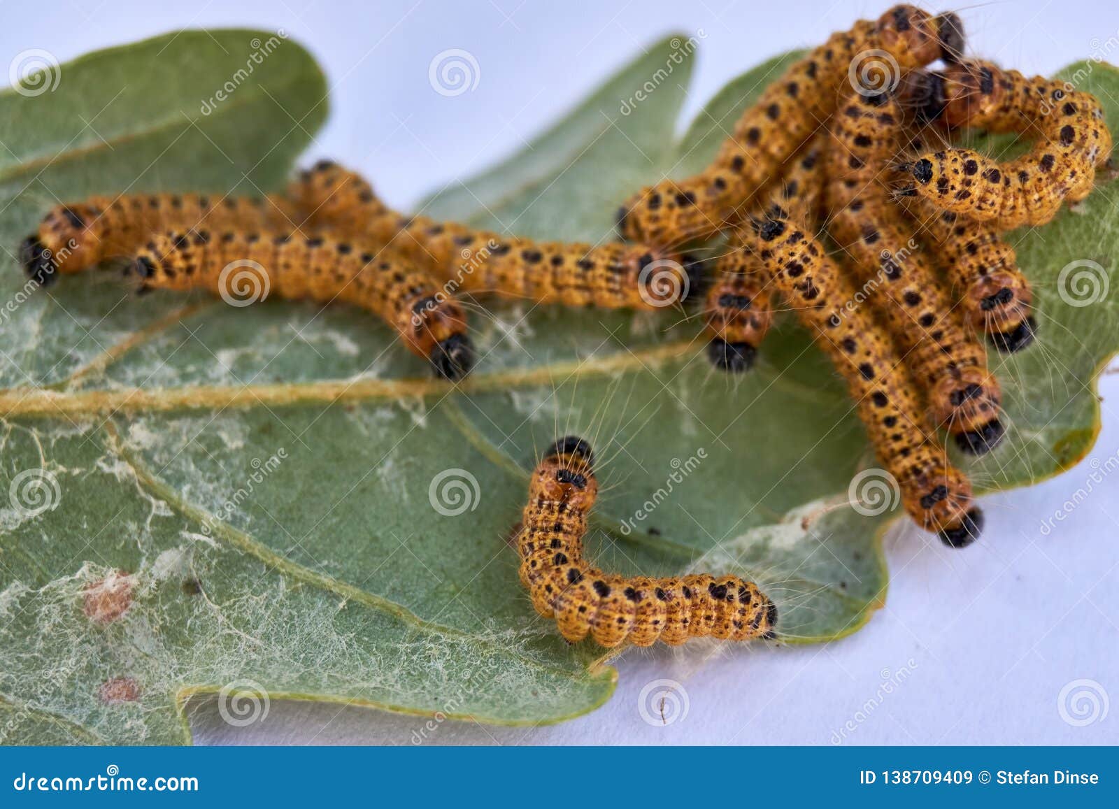 Oak processionary moth stock image. Image of orange - 138709409