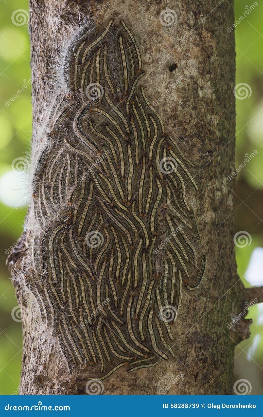 Oak Processionary Moth - Thaumetopoea Processionea Caterpillars on the ...