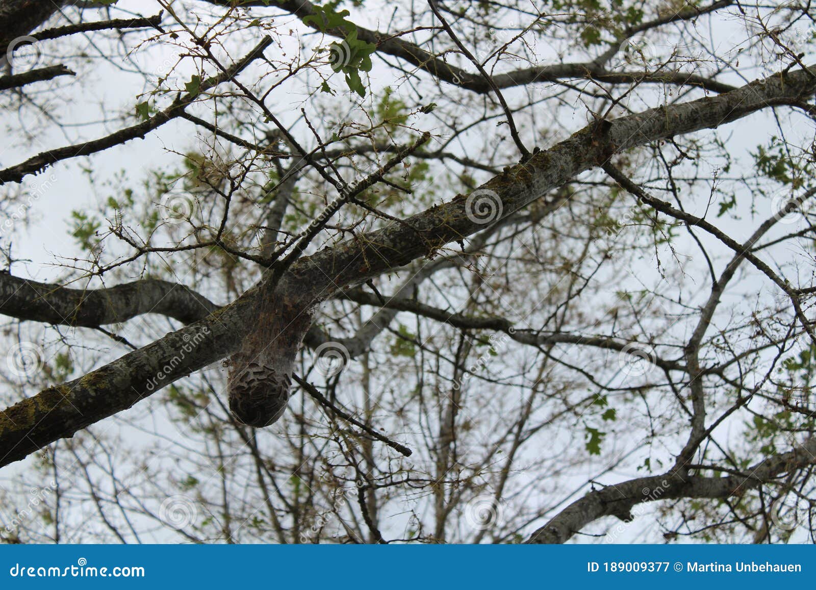 Oak Processionary Moth on a Tree Stock Image - Image of processionary ...