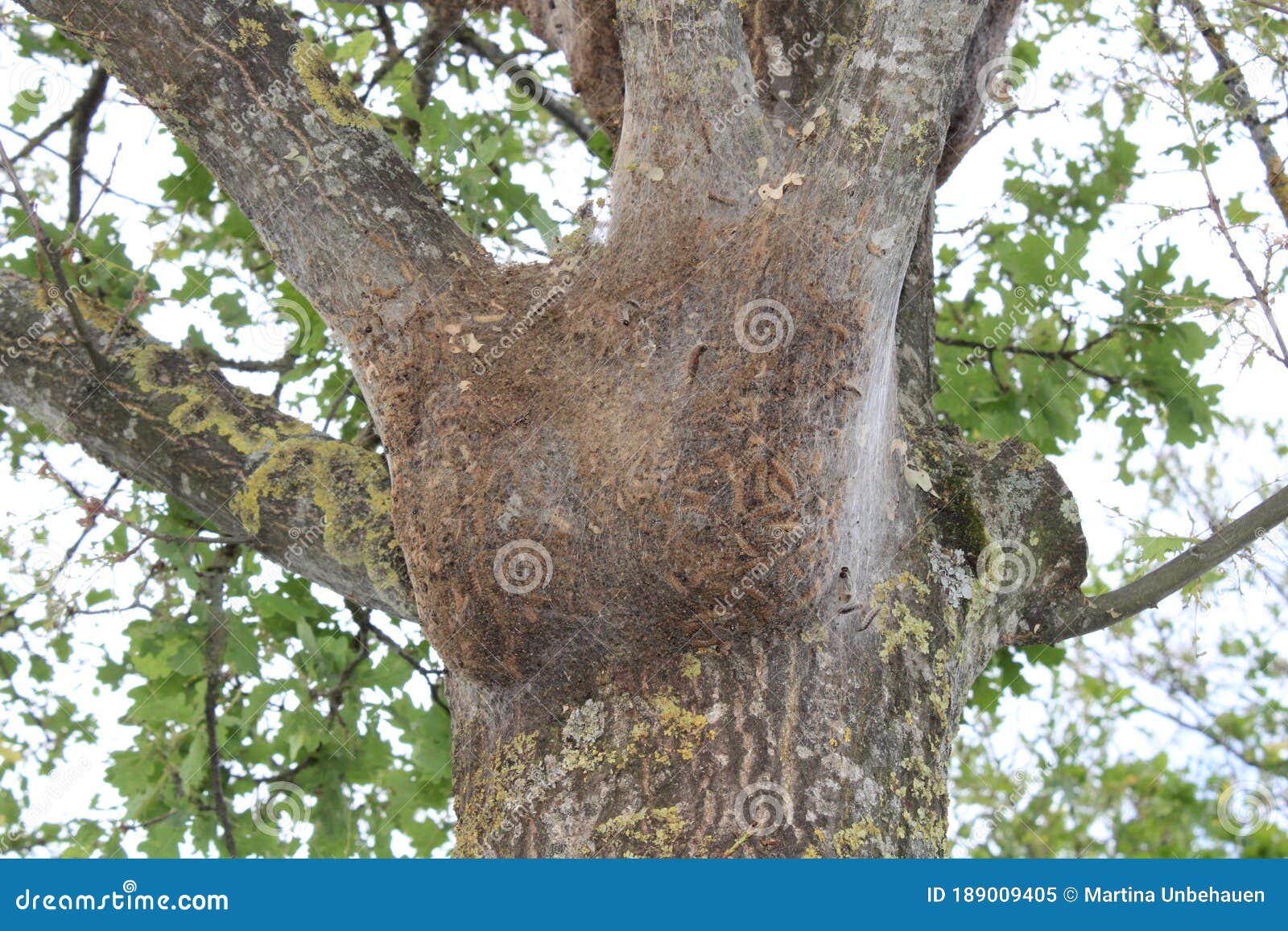 Oak Processionary Moth on a Tree Stock Image - Image of forest, insect ...