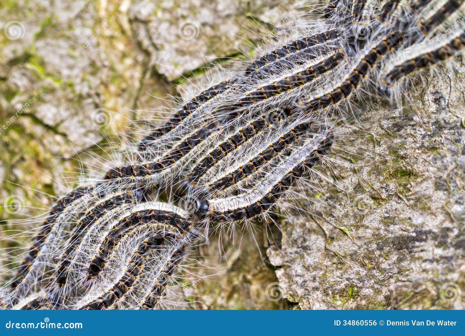 The Oak Processionary stock photo. Image of closeup, netherlands - 34860556
